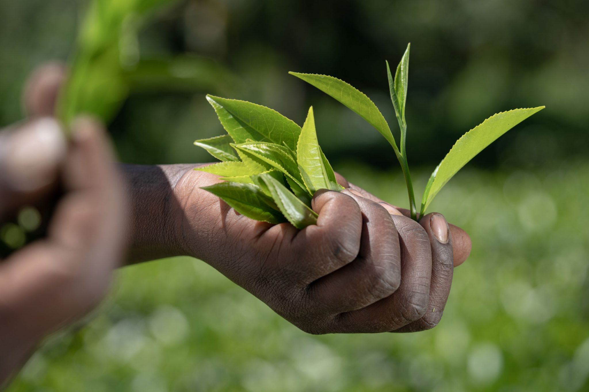 Introducing the Digital Agriculture Platform Blueprint Series with GIZ ...