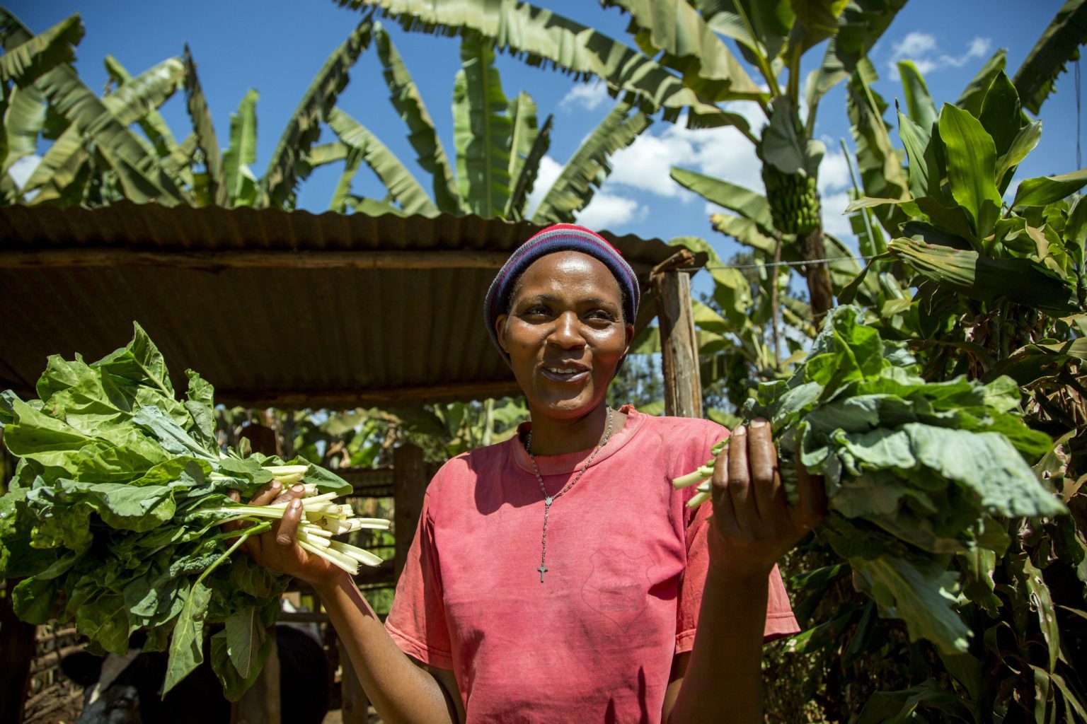 The Impact of DigiFarm on Smallholder Farmers – Mercycorps Agrifin